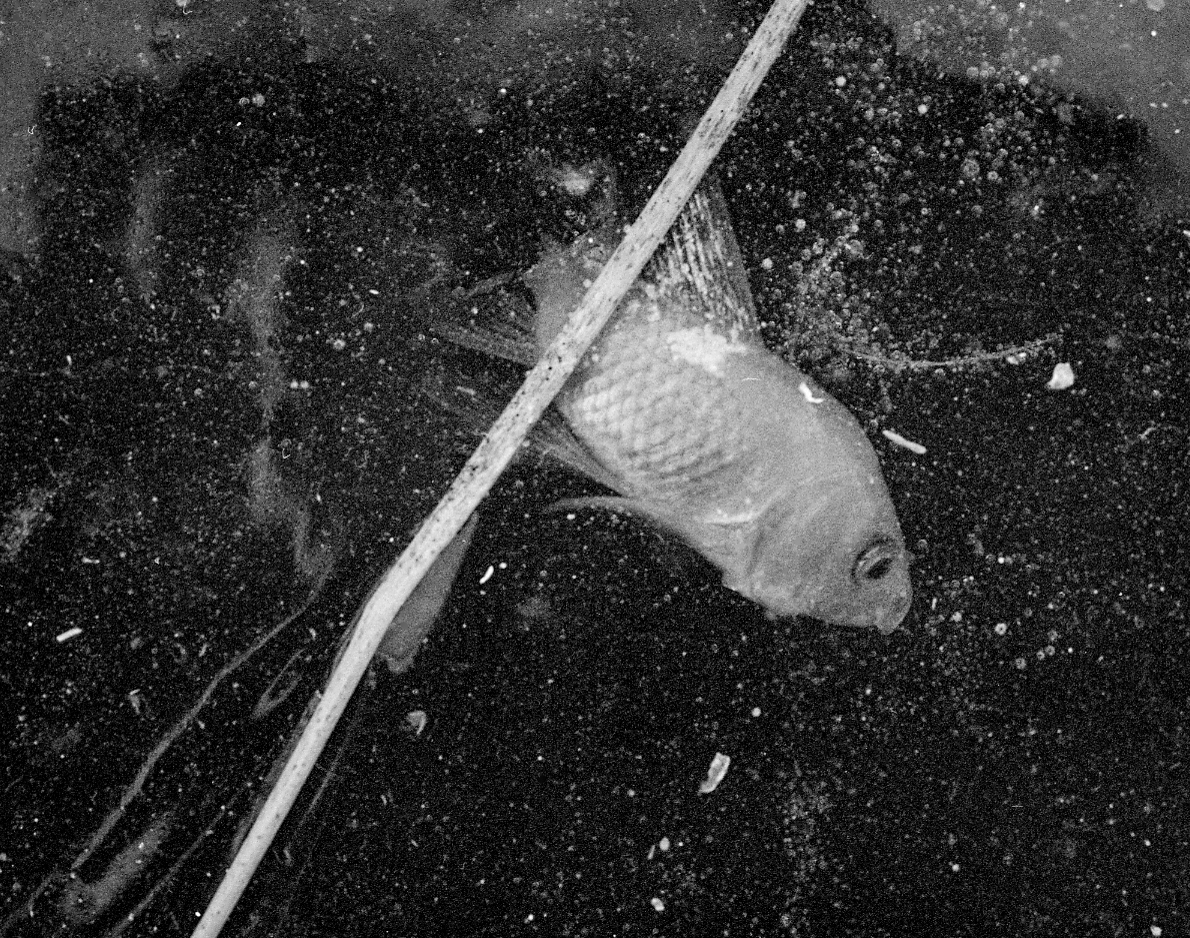 vocals of the (depressed) fish – coolTour (und so)